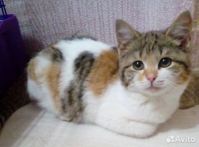 Маленькая трехцветная кошечка