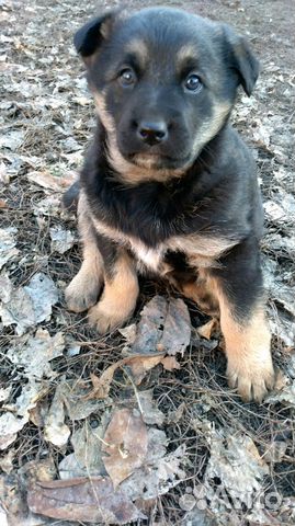 Помесь овчарки