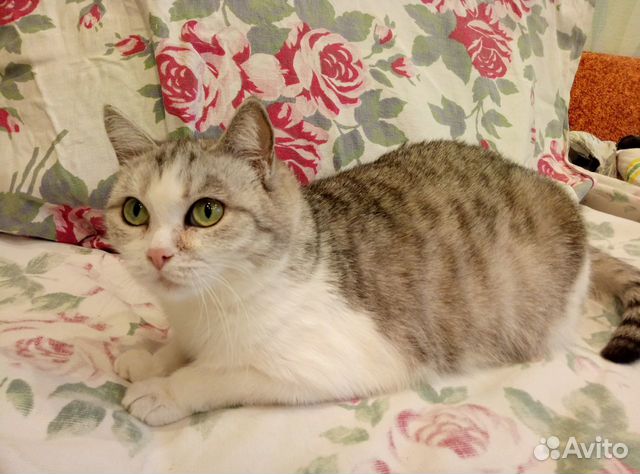 Отдам кошку
