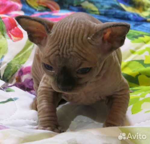 Девочка, канадочка