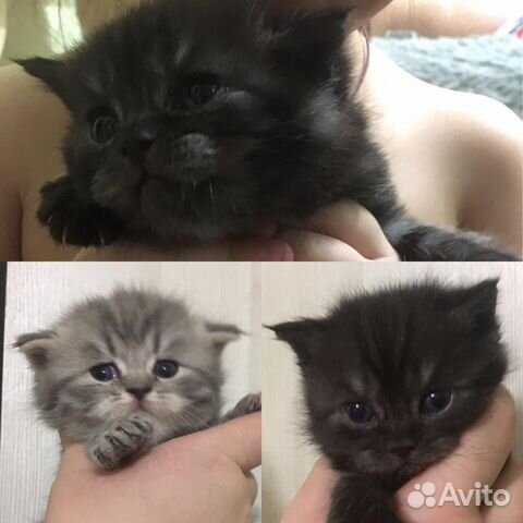 Шотландцы вислаухие