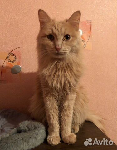 Хома ищет дом