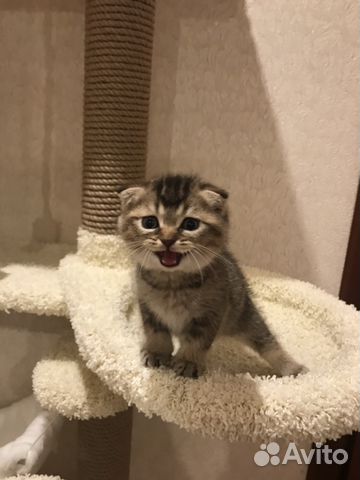 Шотландская вислоухая