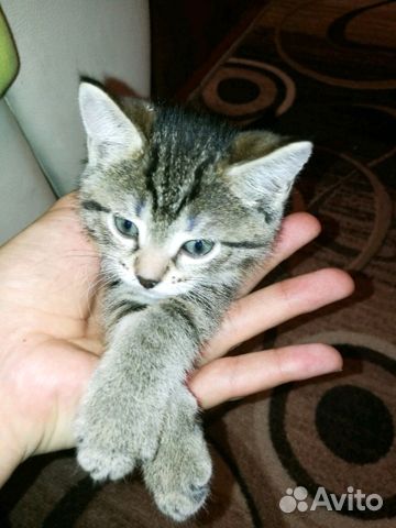 Котенок