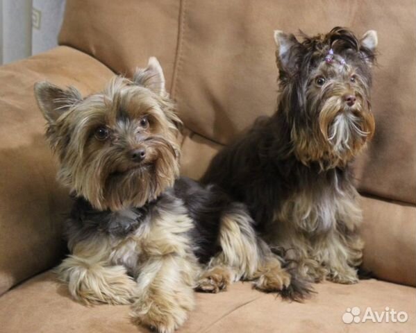 Подрощенная девочка шоколадного Йорка