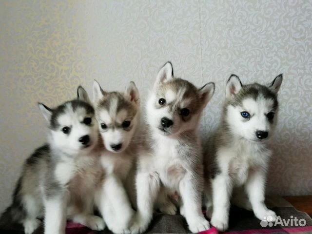 Сибирский Хаски