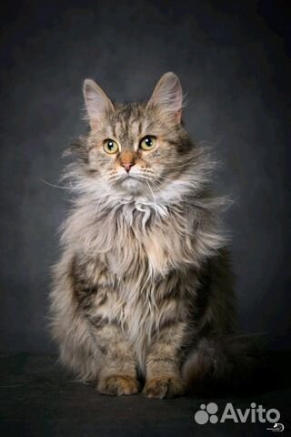 Кошка