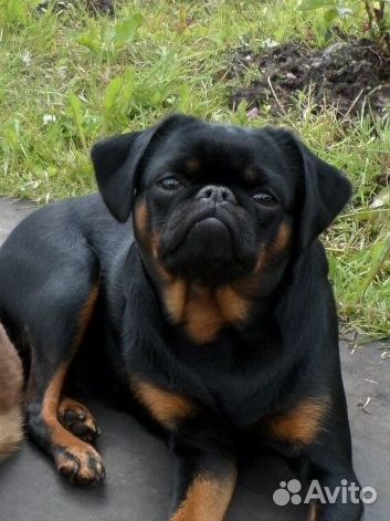 Пти брабансон