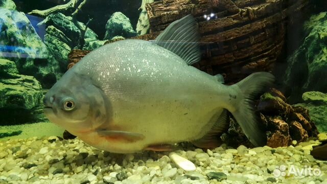 Рыба паку