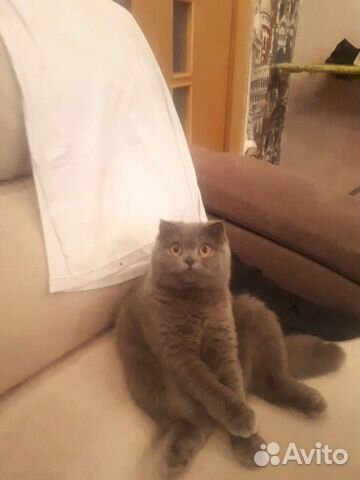 Шотланская вислоухая