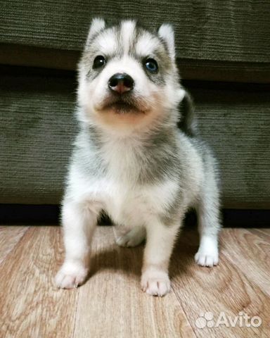 Сибирский хаски