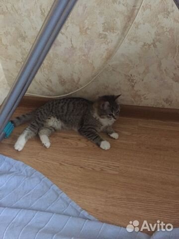 Котик Манчкин