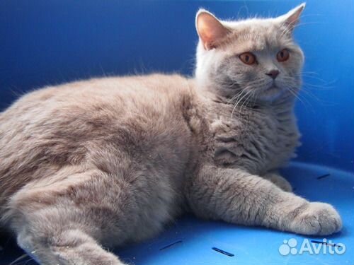 Шикарная британка фавн окраса