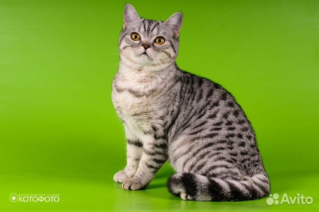 Клубная шотландская кошка в добрые руки