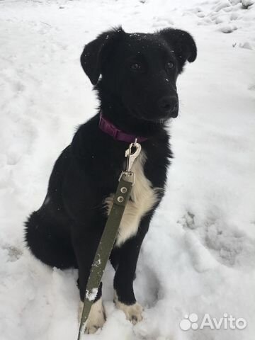 Щенок в добрые руки