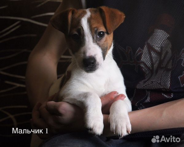 Лучшие из помёта