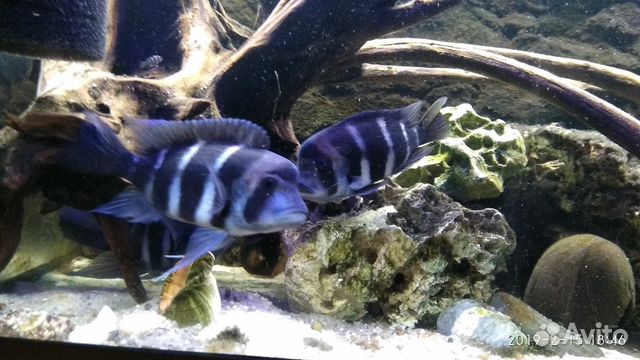 Танганьика: фронтоза