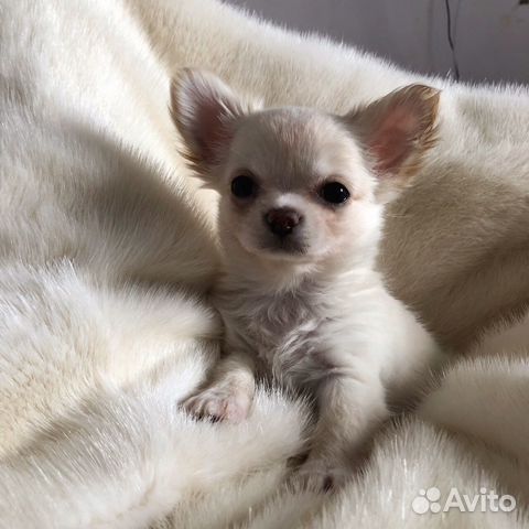Очень милая девочка Чихуахуа