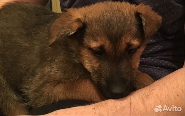 Щенку нужен хозяин