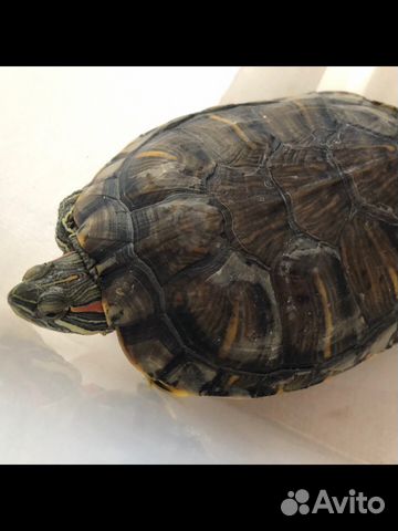 Черепаха