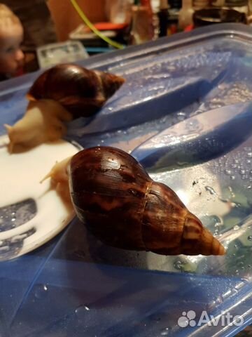 Продам ахатинов