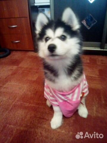 Продам щенка хаска