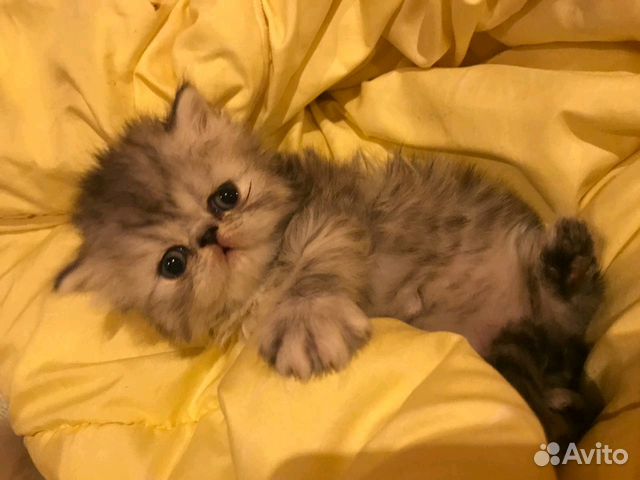 Серебристая шиншилла 1 мес