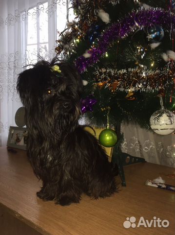 Девочка йорк ищет мальчика