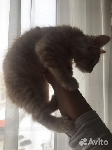 Котенок Мейнкун