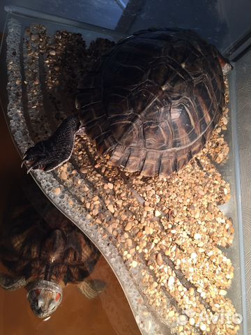 Черепахи 2 шт