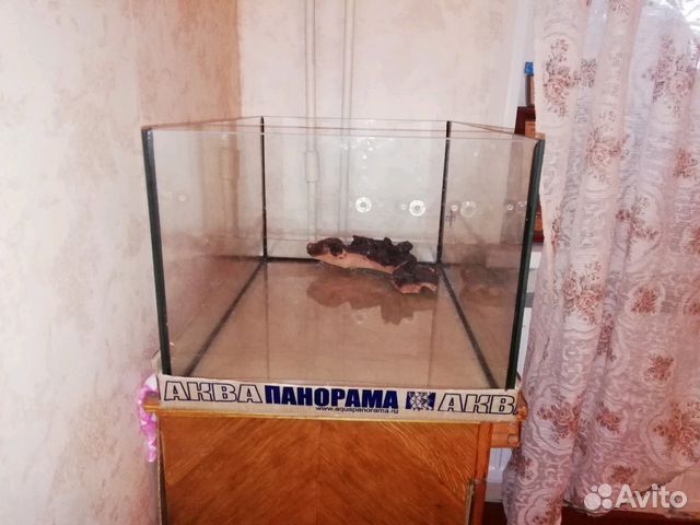 Аквариум черепашник