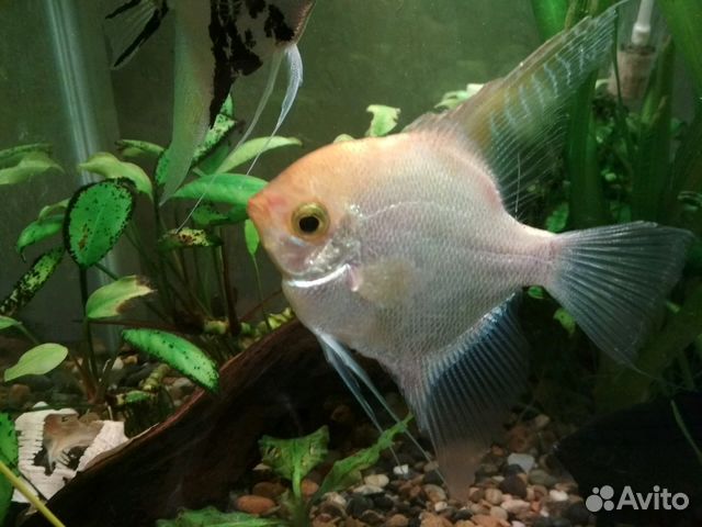 Самец скалярии