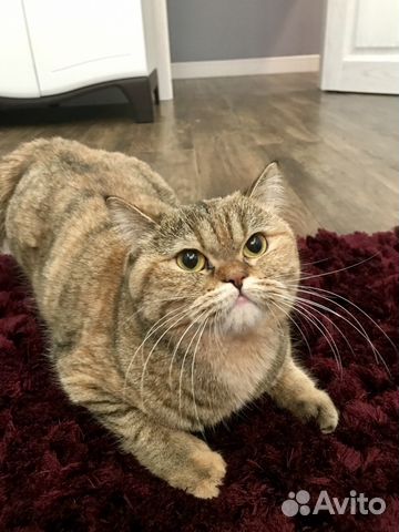 Шотландская кошка скотиш страйт для вязки