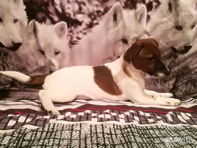 Джек Рассел терьер