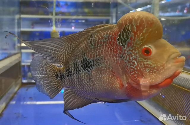 Фловер хорн "Красный дракон"