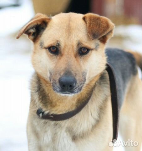 Лопоухий парнишка Геркулес