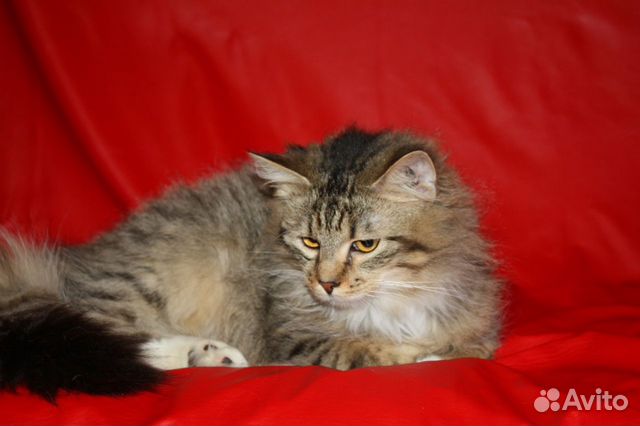 Барсик, серый, пушистый, 1 год