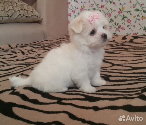 Крошка мальтезе