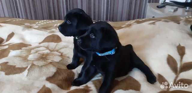 Лабрадор-Ретривер