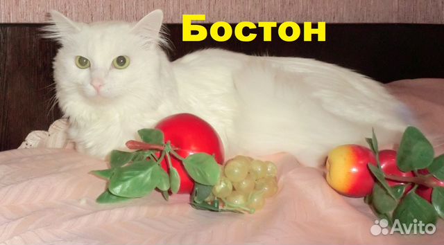 Кот Бостон в добрые руки