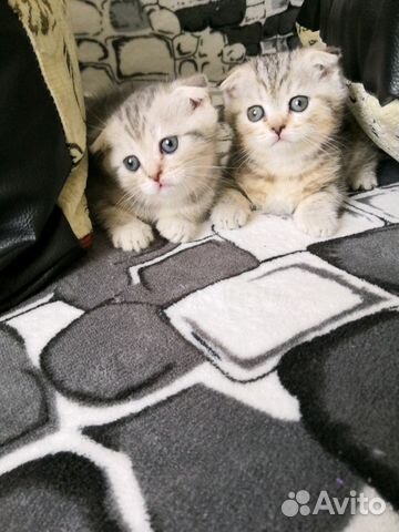 Шотландские котята девочки