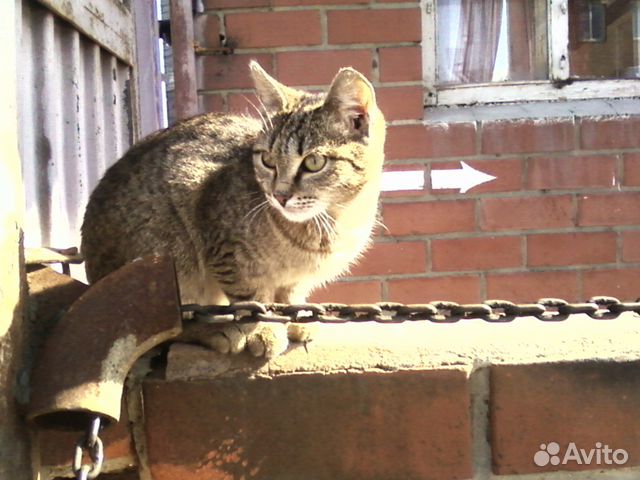 Котёнок-девочка в свой дом