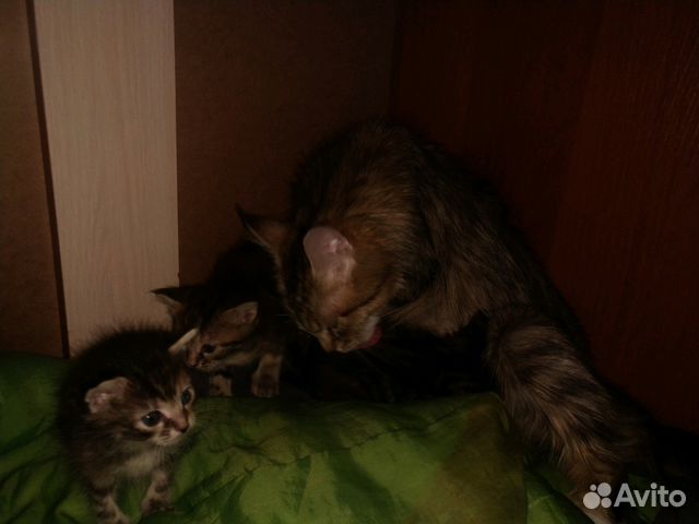 Котята майн-кун