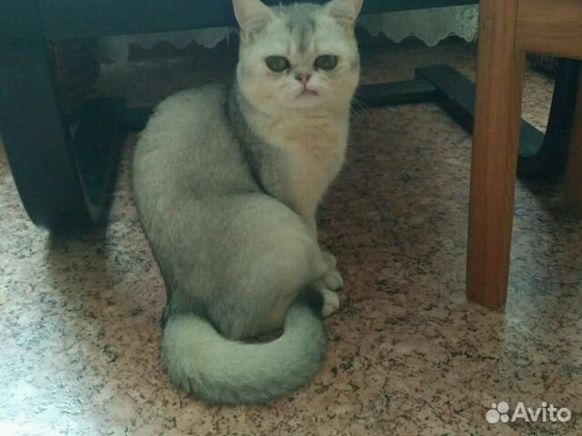 Британская шиншила