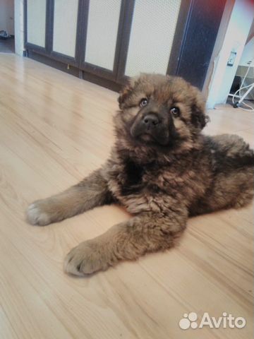 Кавказская овчарка или близкий метис, щенок в дар