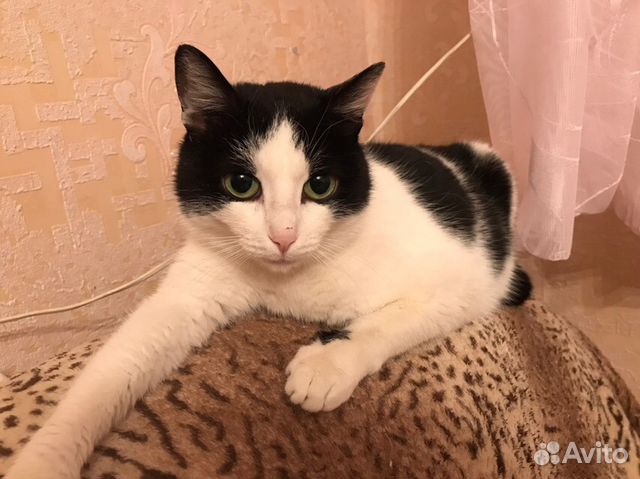 Самая обычная кошечка Бусинка - ищет дом