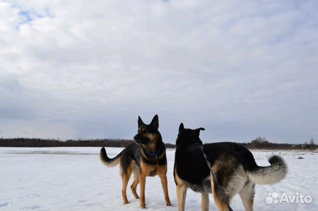 Без породная