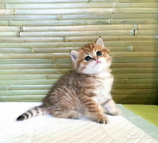 Британский котенок