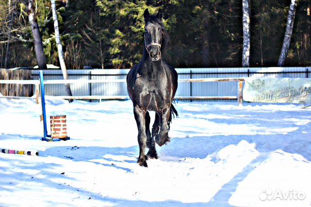 Фризская кобыла