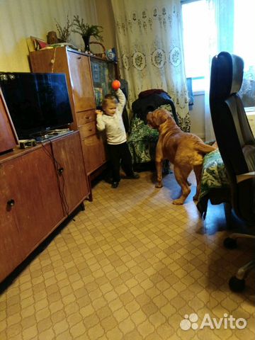 Бордоский дог